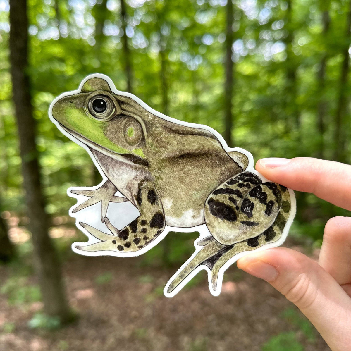 American Bullfrog Sticker – Sipsey Wilder