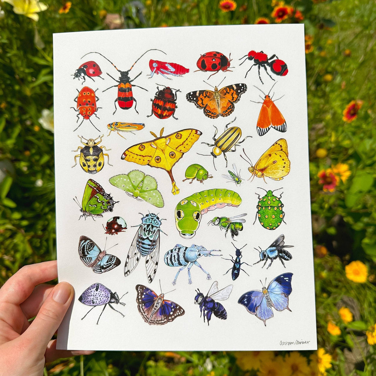 Rainbow Insects Print (8"x10") – Sipsey Wilder
